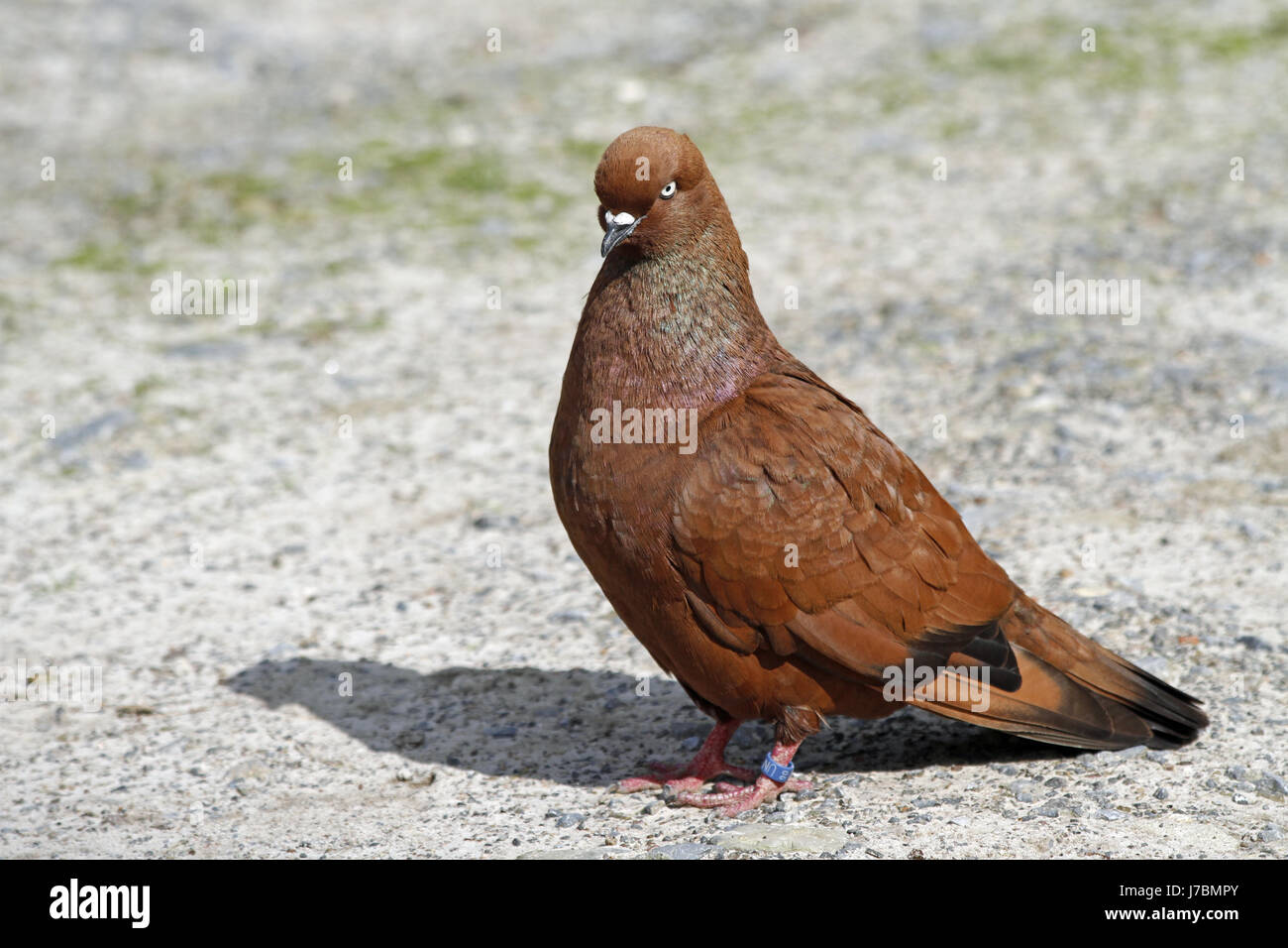 Carneau rouge hi-res stock photography and images - Alamy