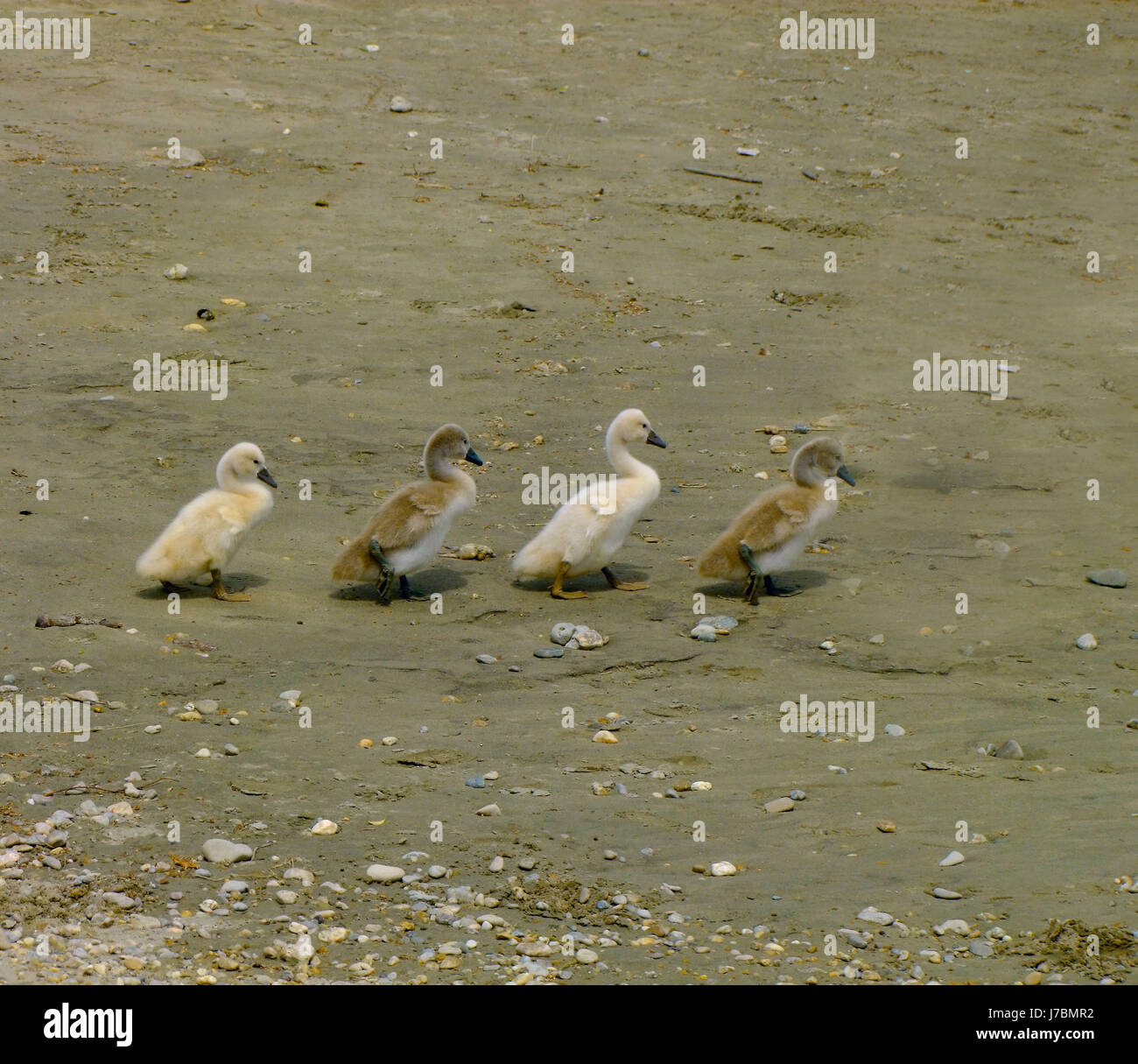 Children with geese hi-res stock photography and images - Alamy