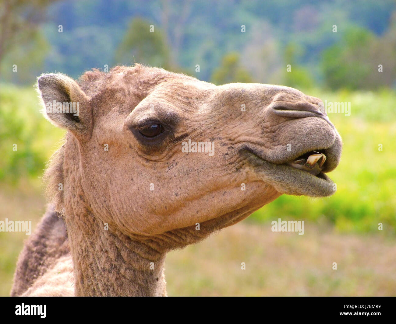 Australian camel hi-res stock photography and images - Alamy