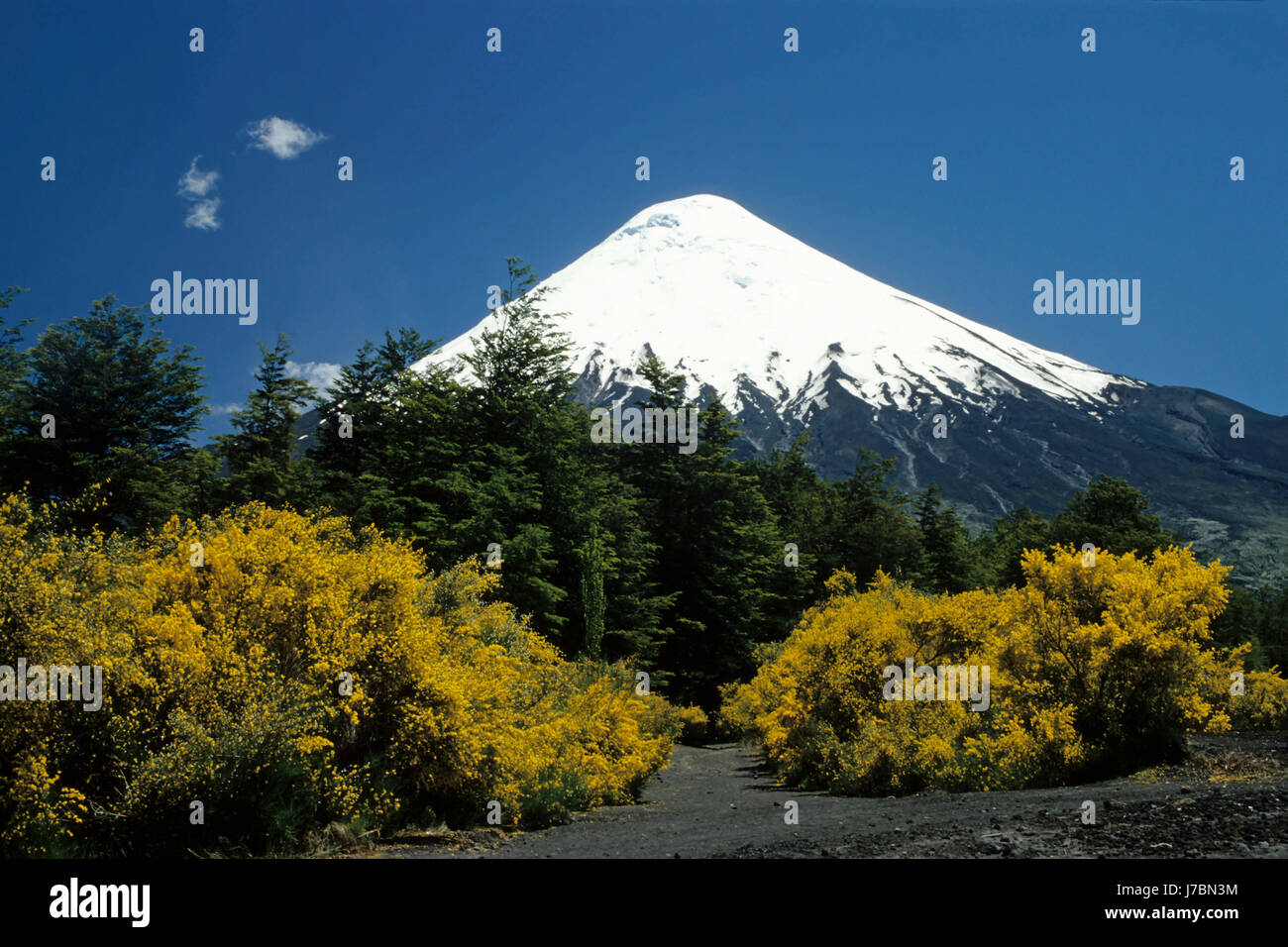 blue tree trees bloom blossom flourish flourishing blank european ...