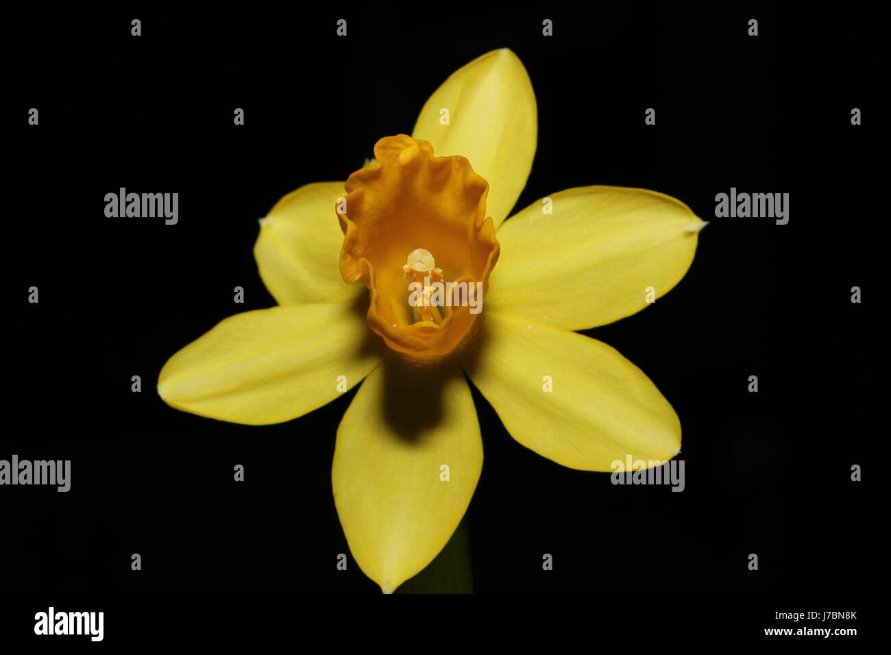 flower plant daffodil narcissus yellow blue laugh laughs laughing twit ...