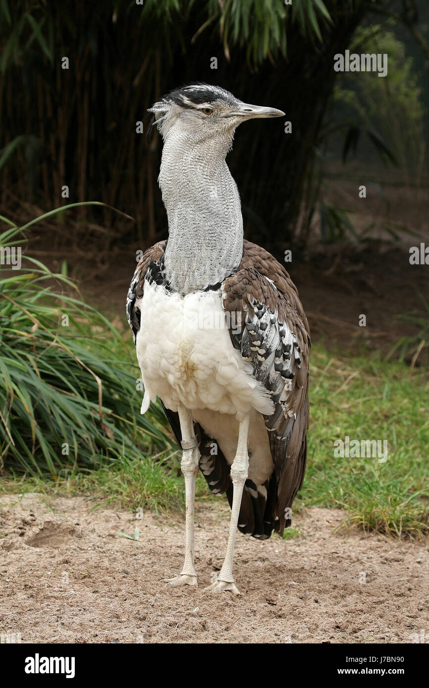 bird africa portrait birds shy bird africa portrait birds shy ardeotis ...