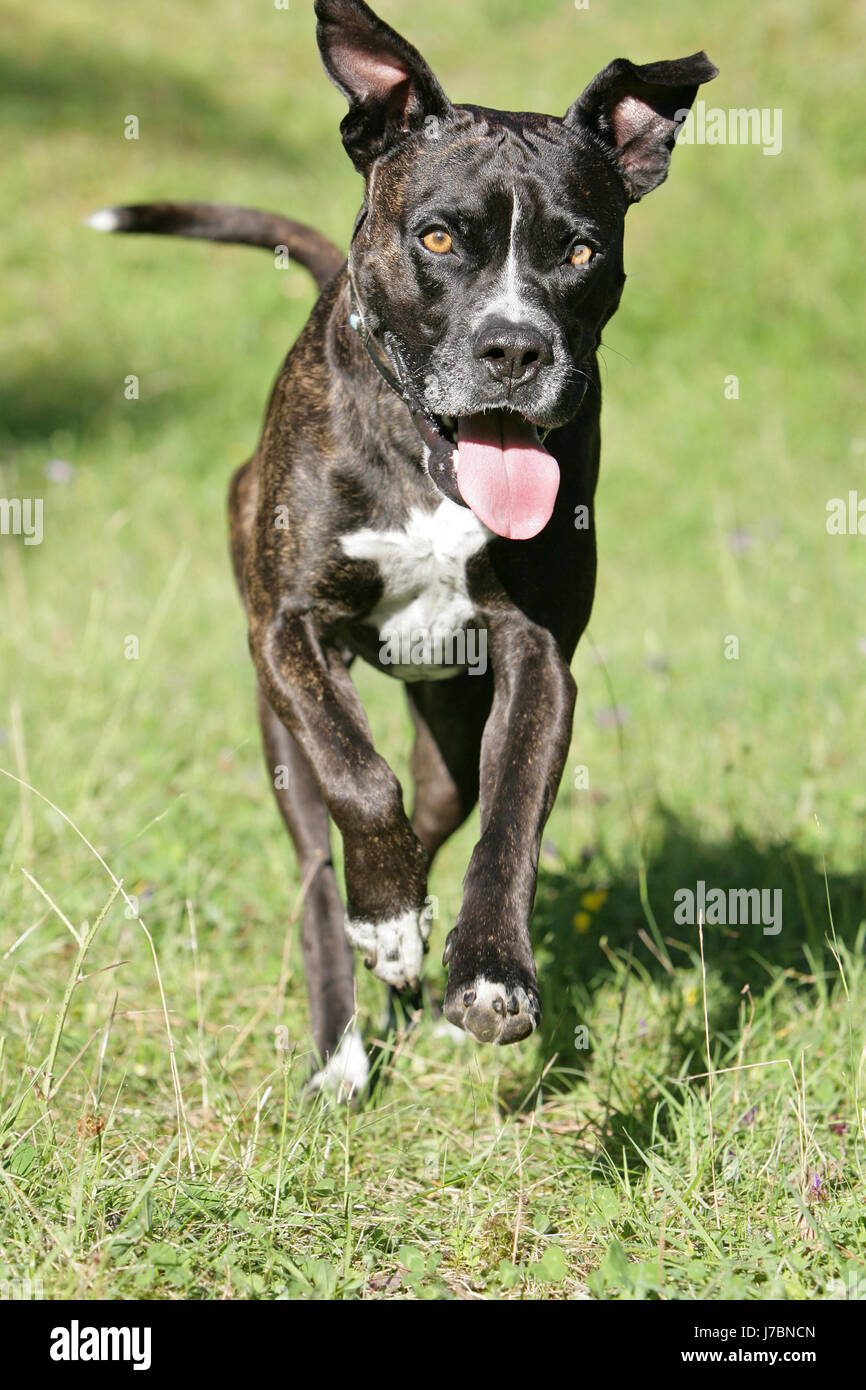 portrait look glancing see view looking peeking looking at dog pedigree dog Stock Photo - Alamy