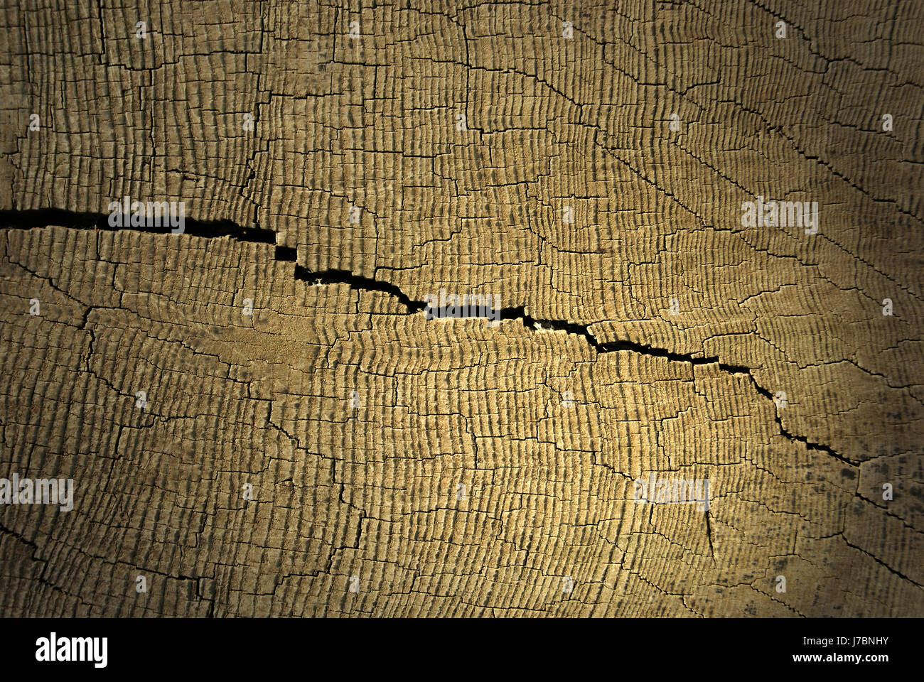 tree wood crack resource fissure backdrop background texture detail ...