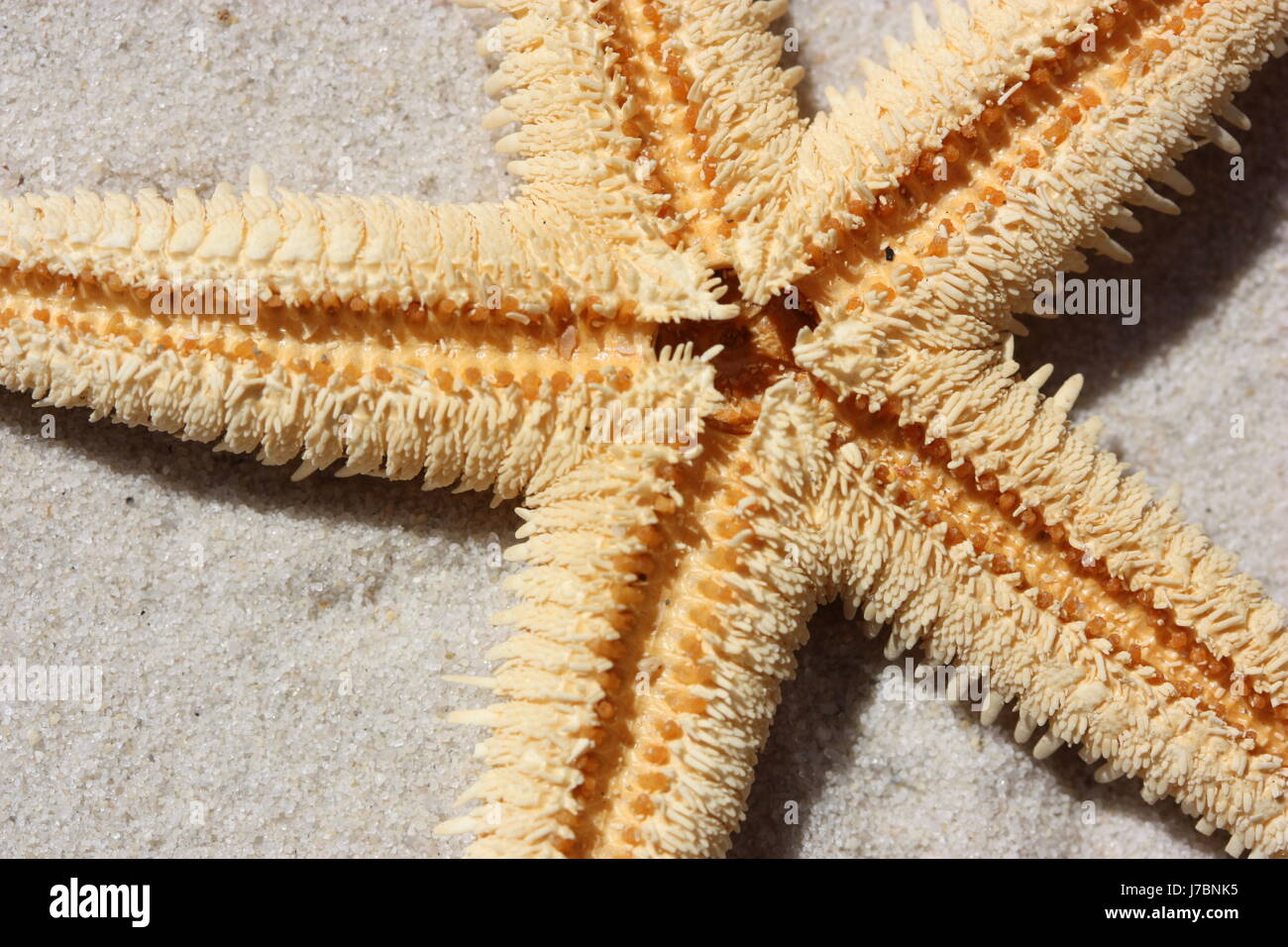 beach seaside the beach seashore sandy beach starfish sea animals ...
