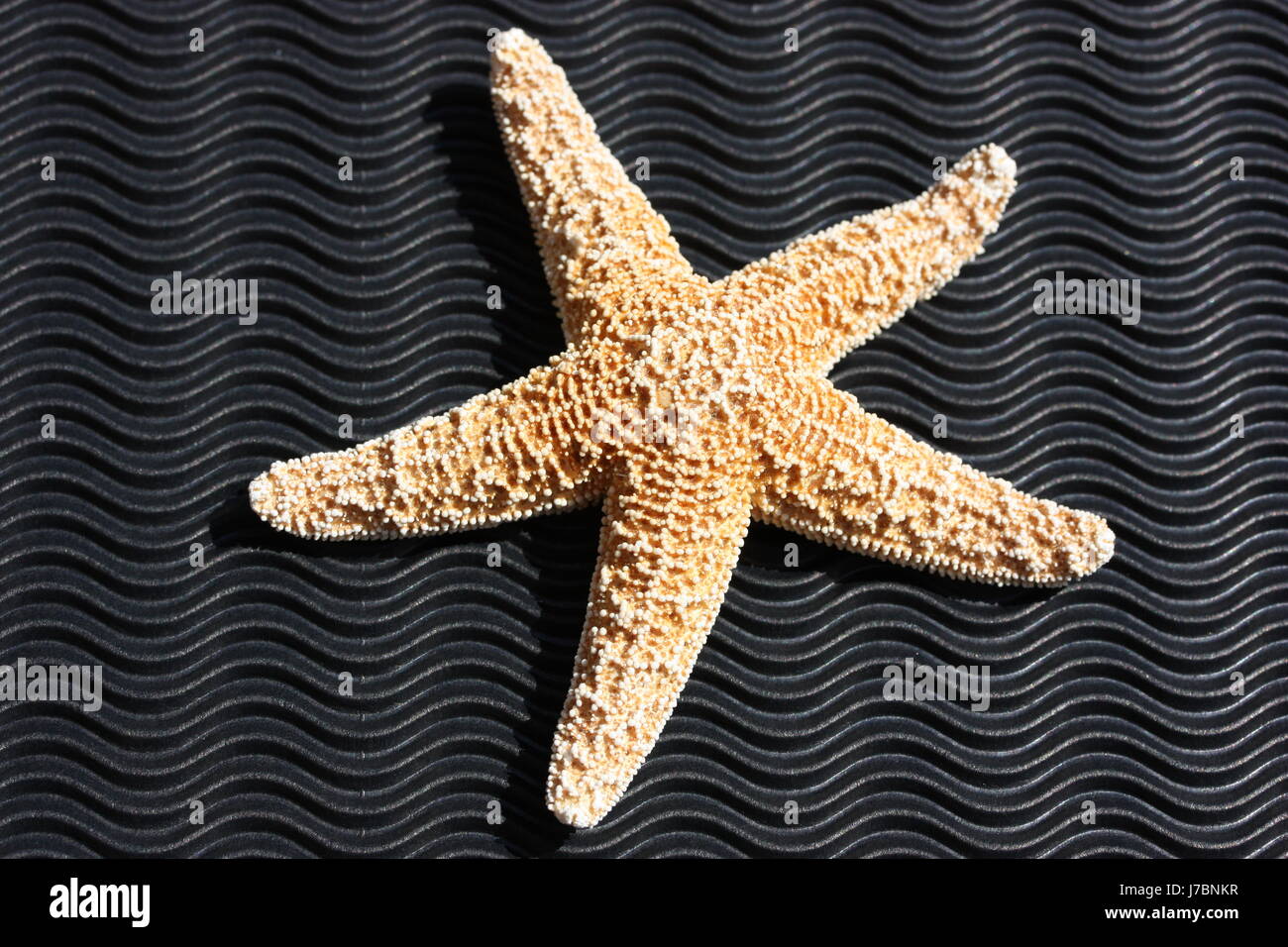 California seestern hi-res stock photography and images - Alamy