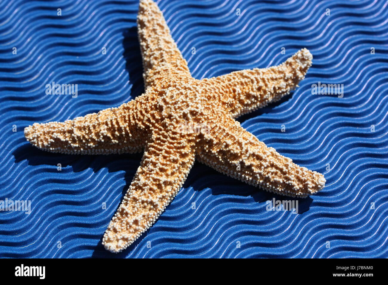 beach seaside the beach seashore sandy beach starfish sea animals ...