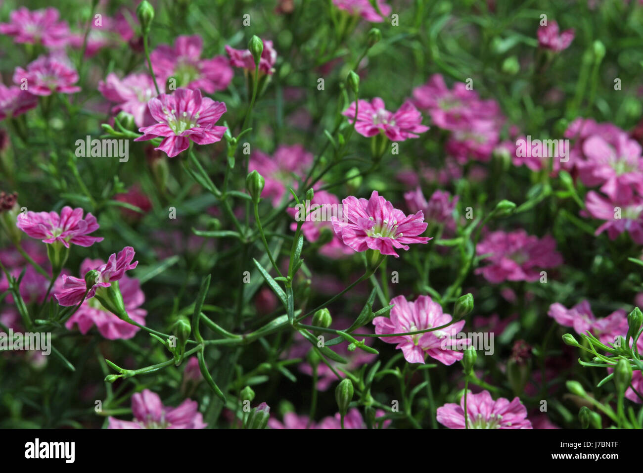 flower plant bloom blossom flourish flourishing delicate pink flower ...