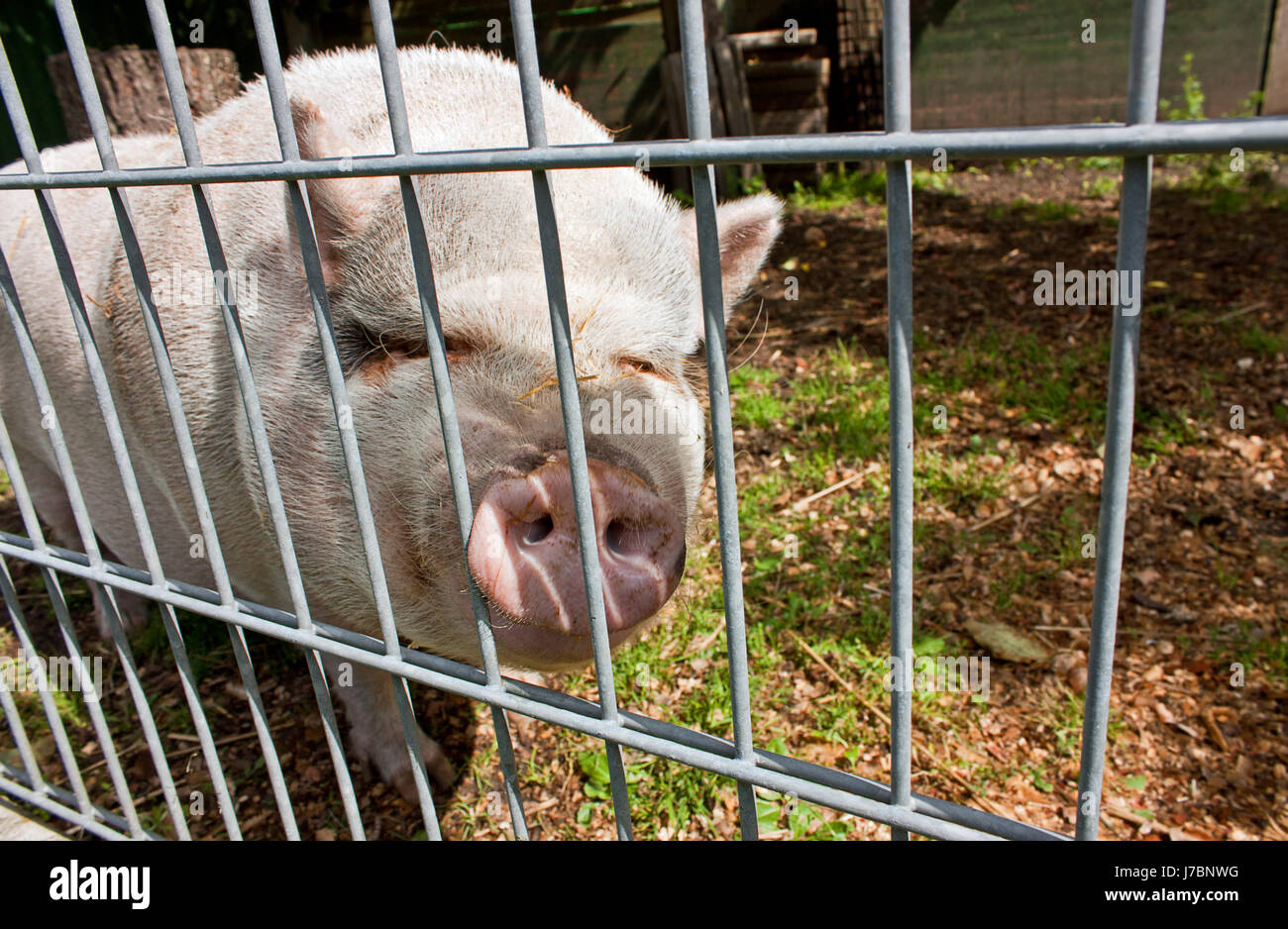 pig behind bars Stock Photo - Alamy