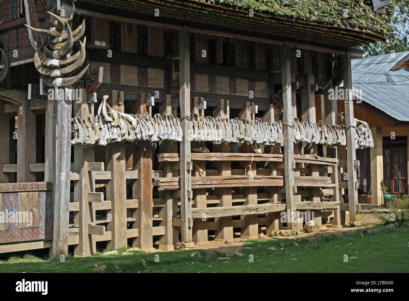 pine cornets status symbol teeth pine indonesia cornets status symbol ...