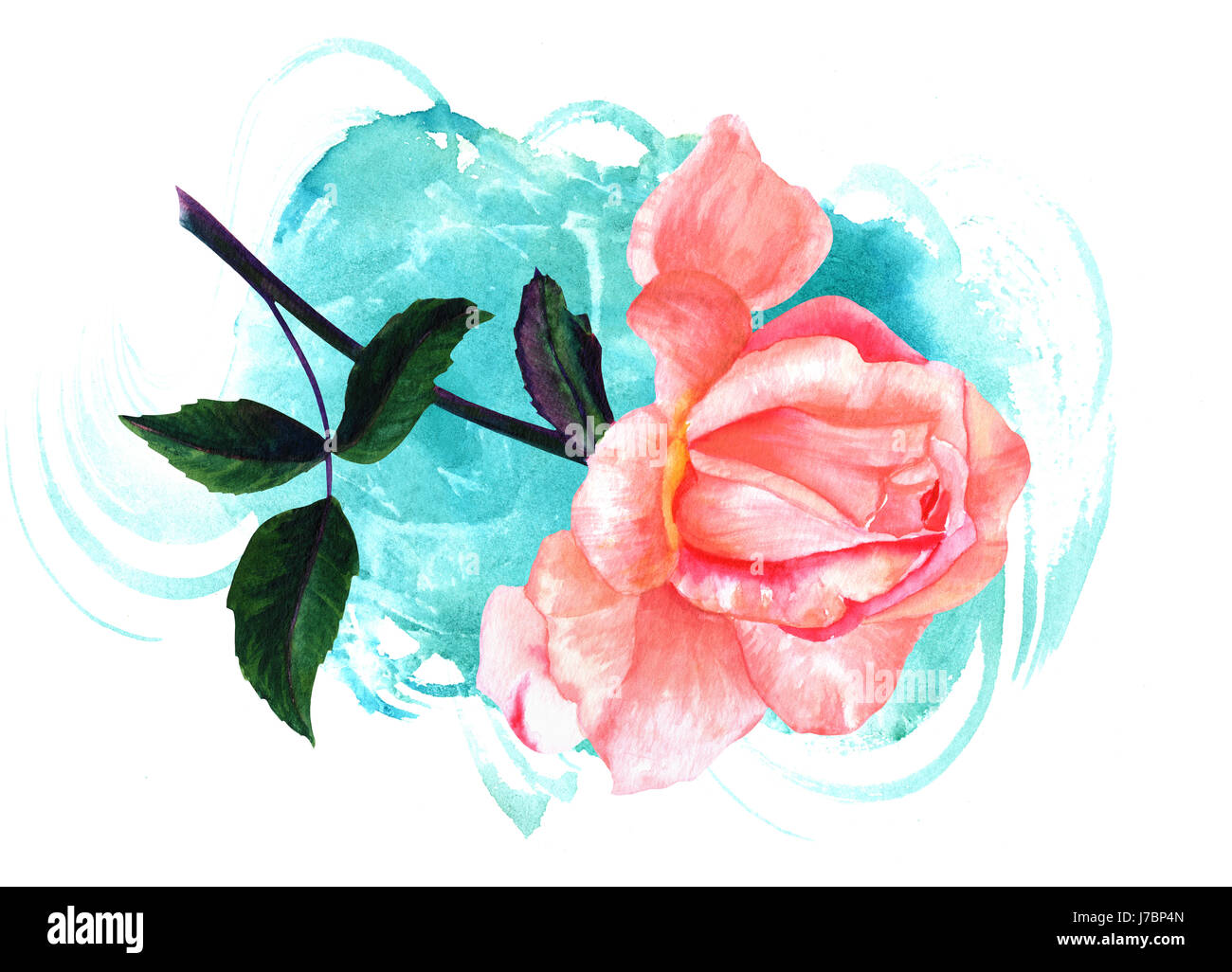Watercolor pink rose drawing on turquoise brush stroke Stock Photo - Alamy