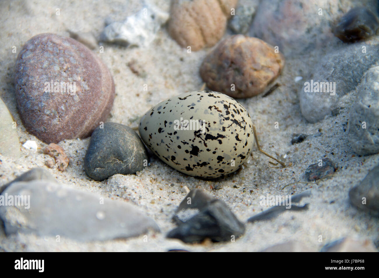 nest,nests of sand plover Stock Photo - Alamy