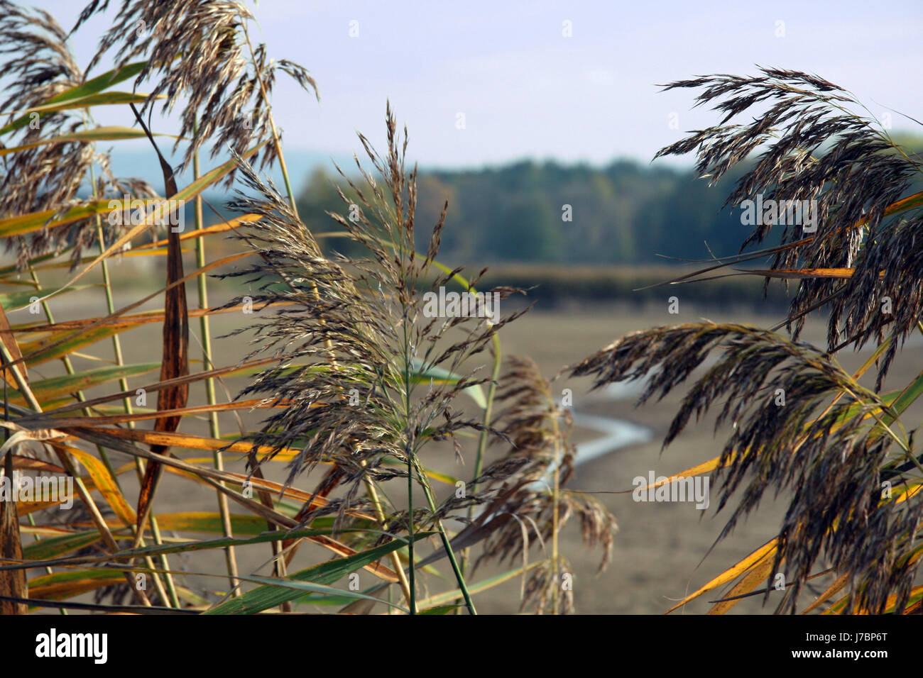 branches browse reed scenery countryside nature fall autumn macro close ...