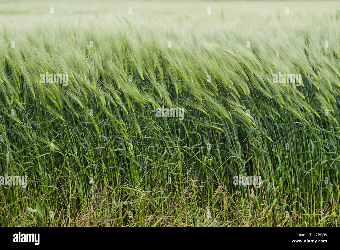 horizontal front view of green field of wheat waving in the wind in ...