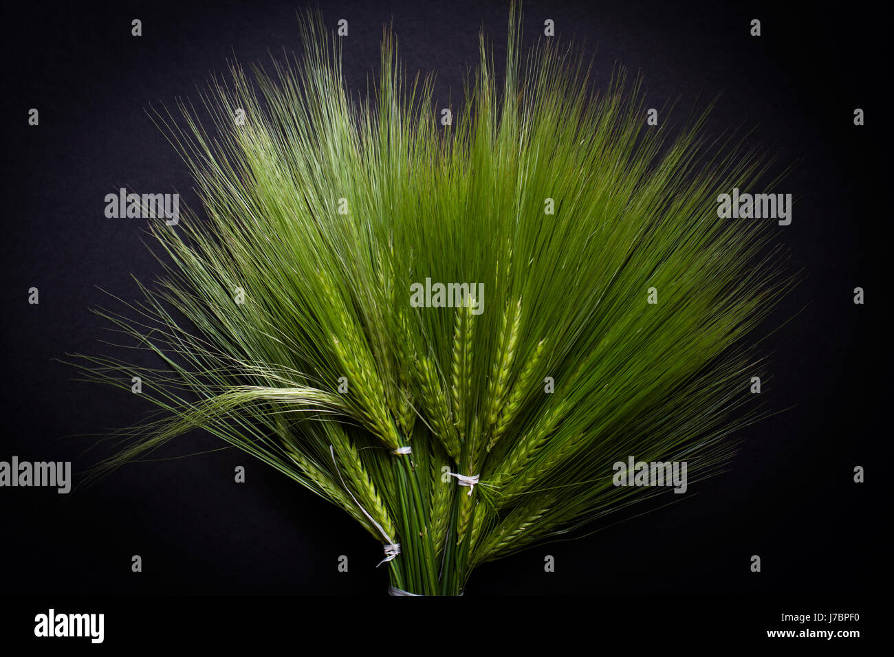 top view closeup of large fresh green wheat bunch bouquet bind with ... top view closeup of large fresh green wheat bunch bouquet bind with ...