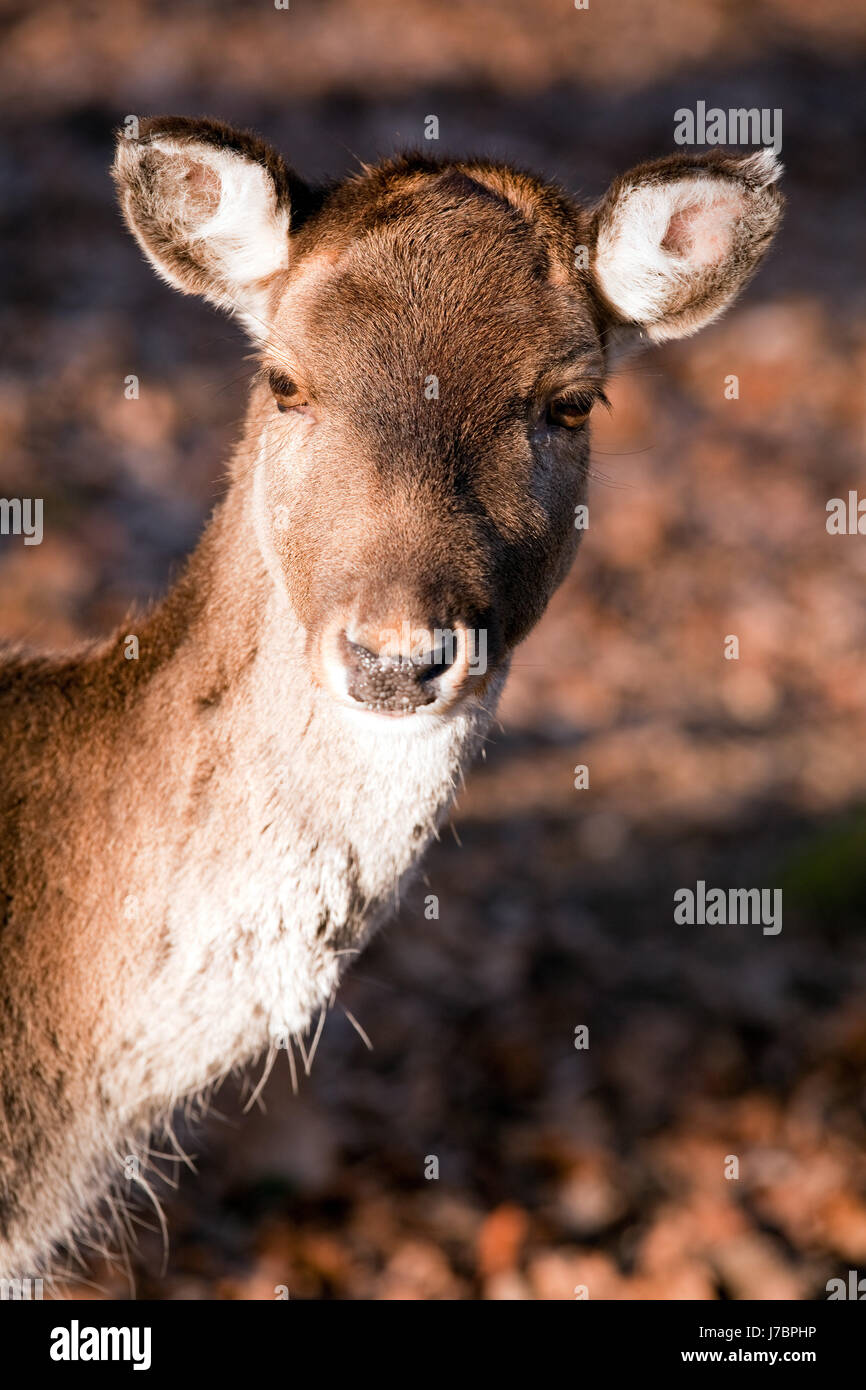 Quotdama damaquot hi-res stock photography and images - Alamy