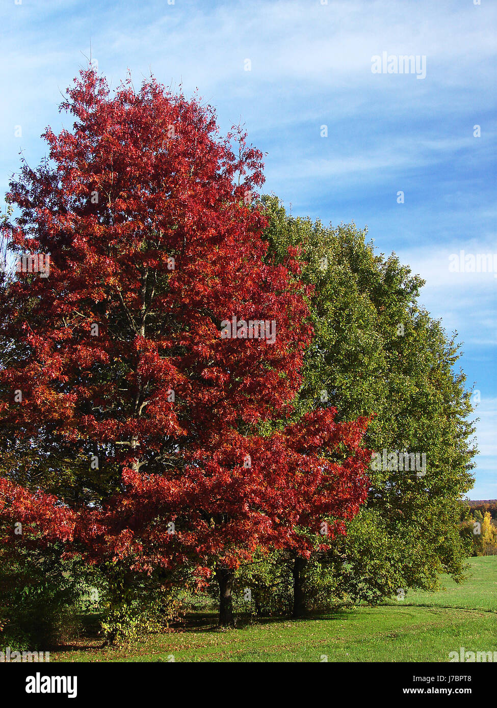 tree trees leaves coloured colourful gorgeous multifarious richly ...