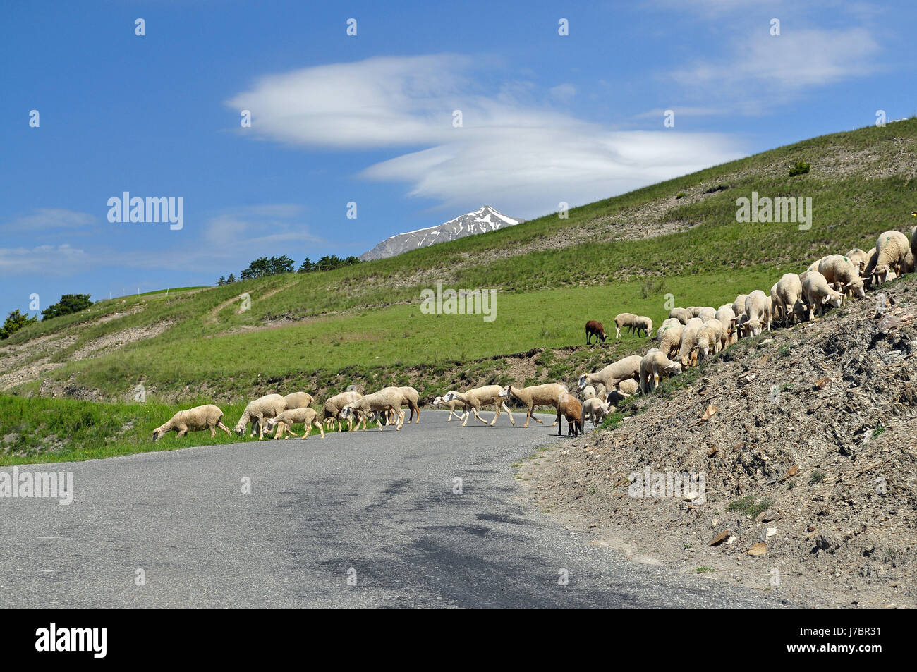 alps alp sheep herd flock of sheep shepherd alps alp sheep france herd ...
