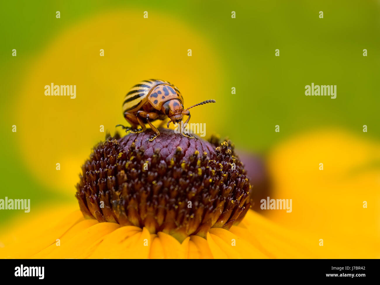 Colorado beetle sun hi-res stock photography and images - Alamy