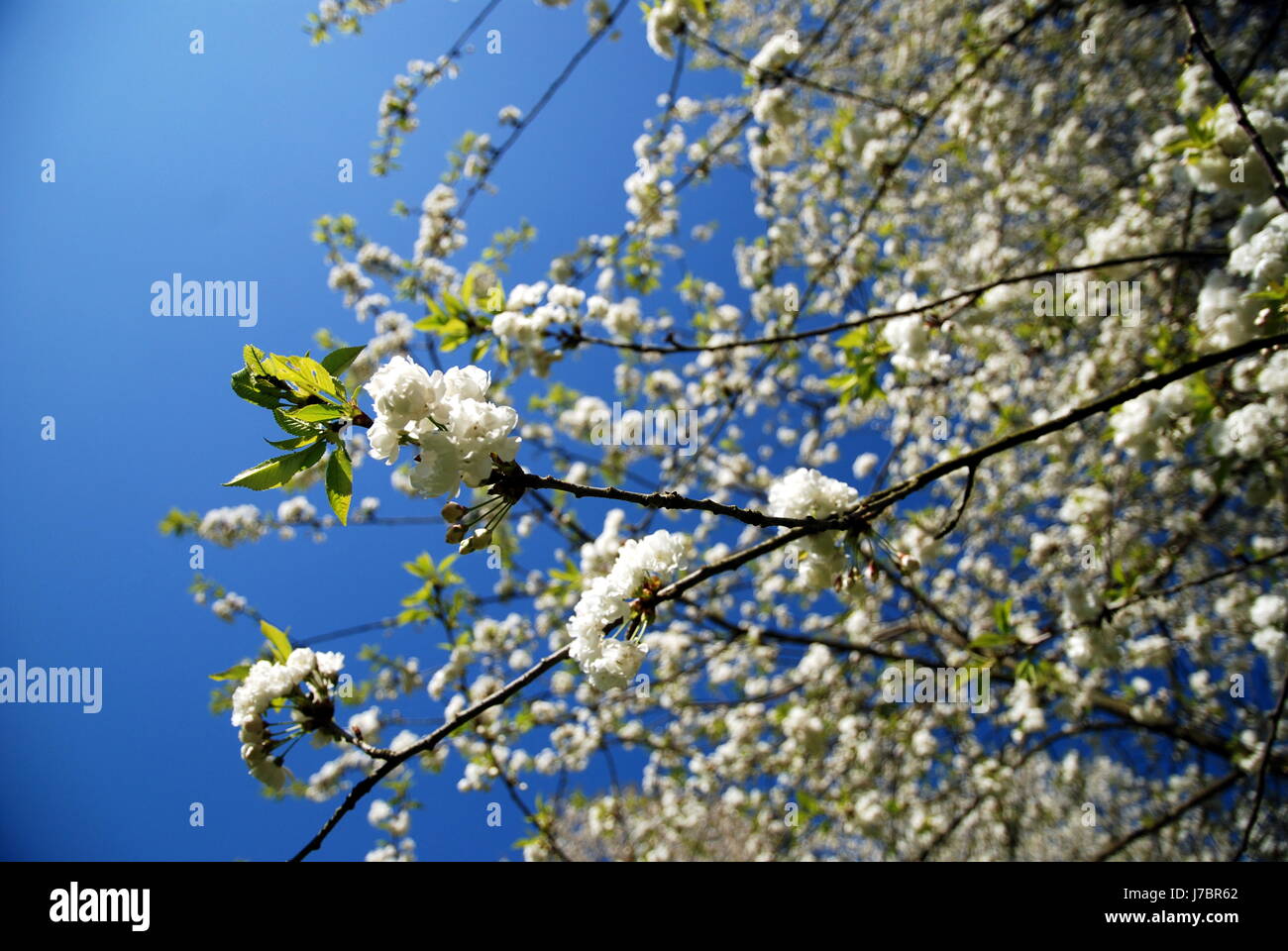 blue green blossoms branches spring cherry blossom bleed firmament sky ...