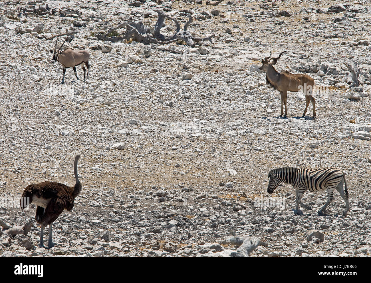 zebra ostrich meeting meet assembly gathering nosegay bird africa ...