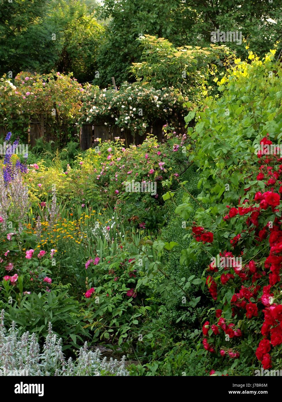 garden bloom blossom flourish flourishing flower flowers plant summer ...