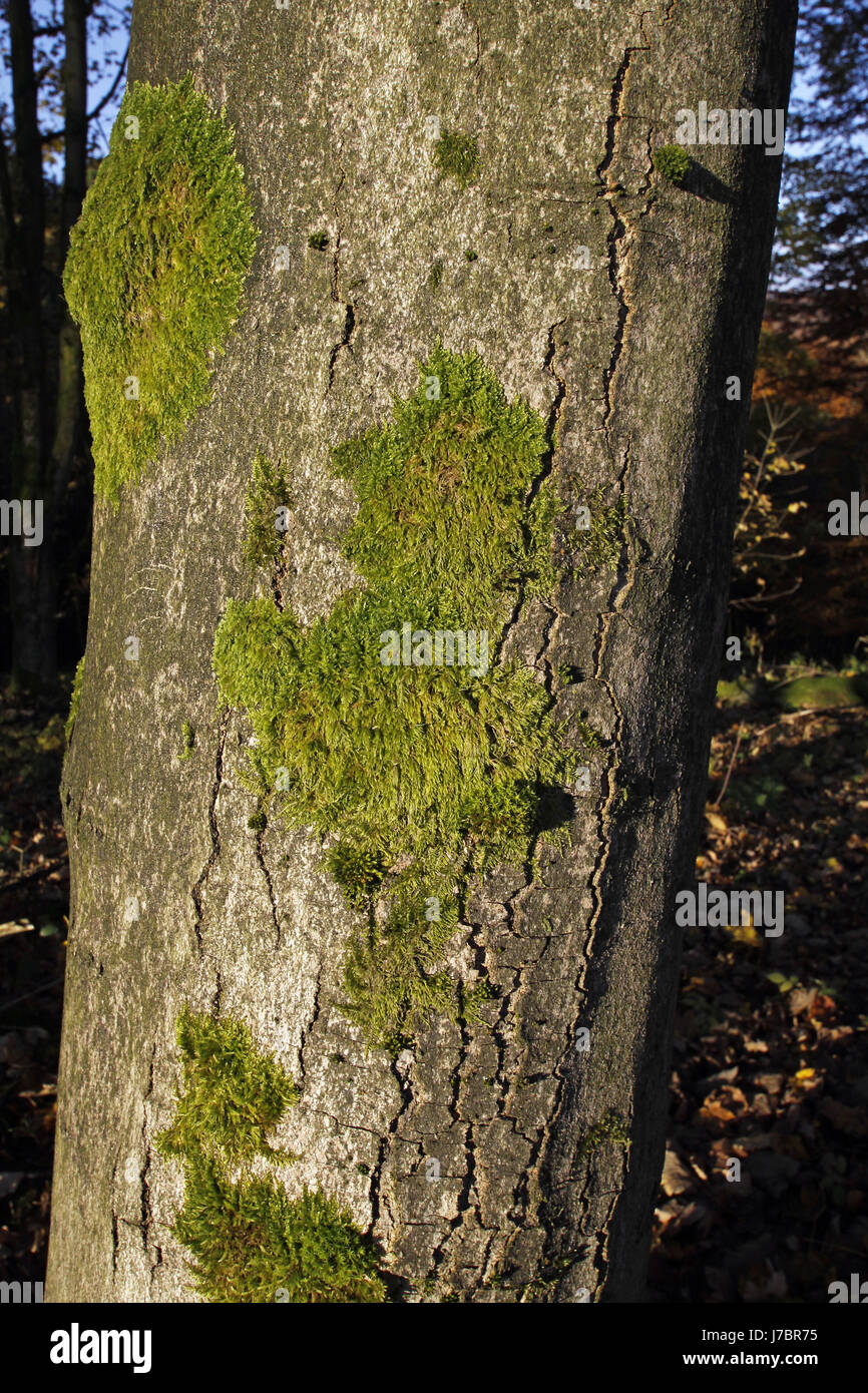 tree bark backdrop background forest trunk tree green wood bark moss ...