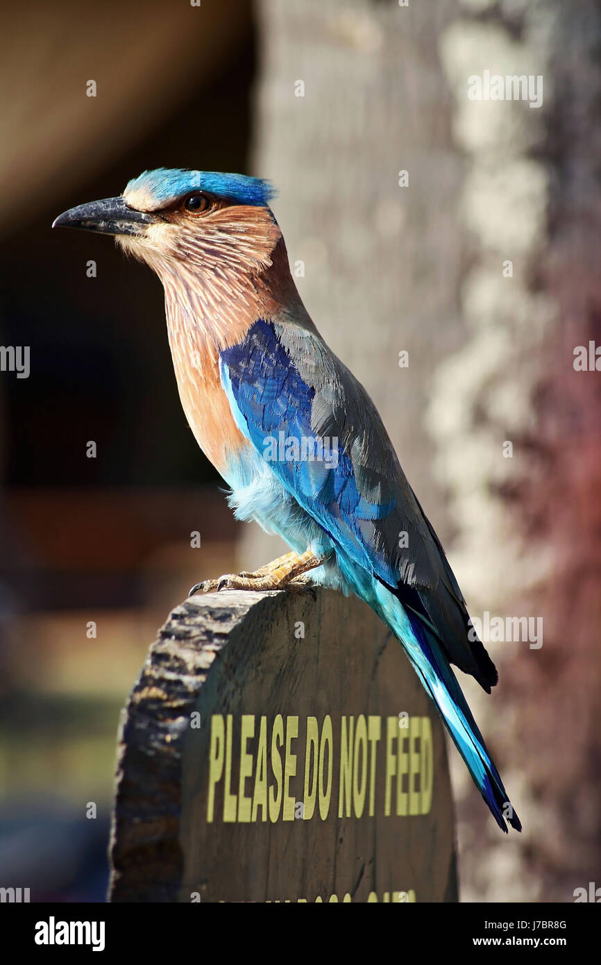 blue bird asia birds put sitting sit feather sign signal blue shine ...