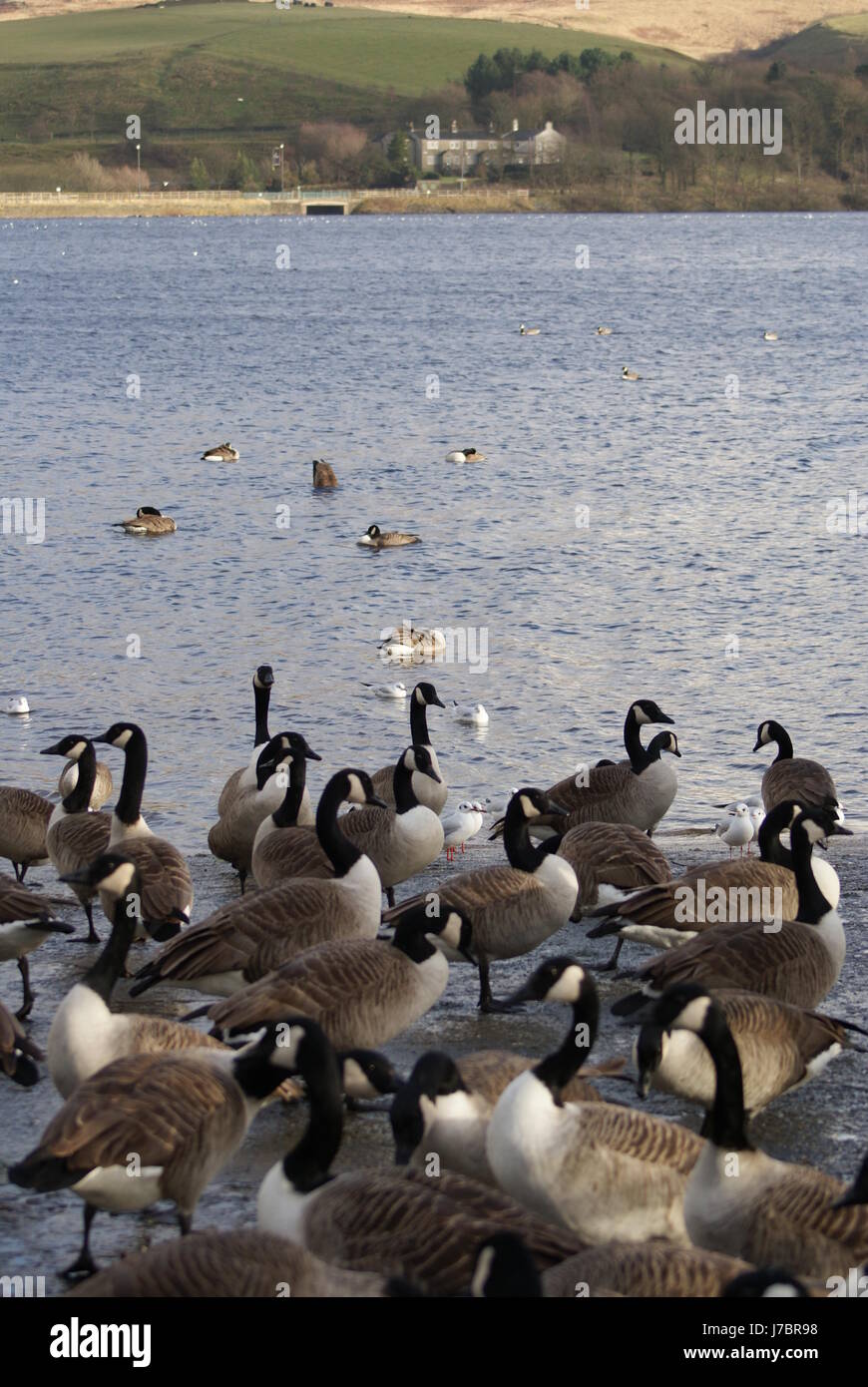 bird canada geese goose common salt water sea ocean water conjunct ...