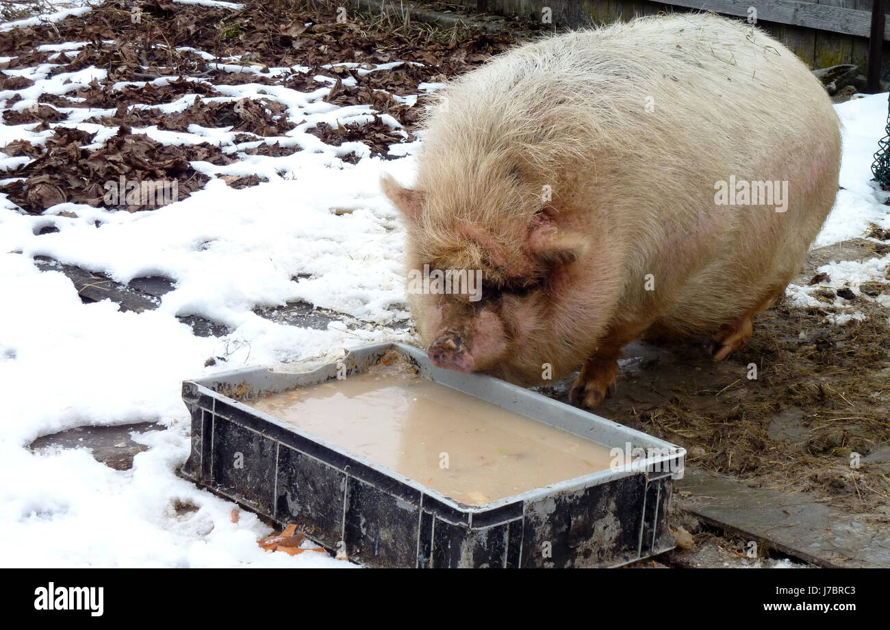 agriculture farming small tiny little short slaughter cattle thick wide ...