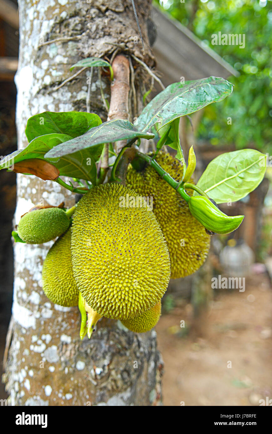 Jakobsfrucht hi-res stock photography and images - Alamy