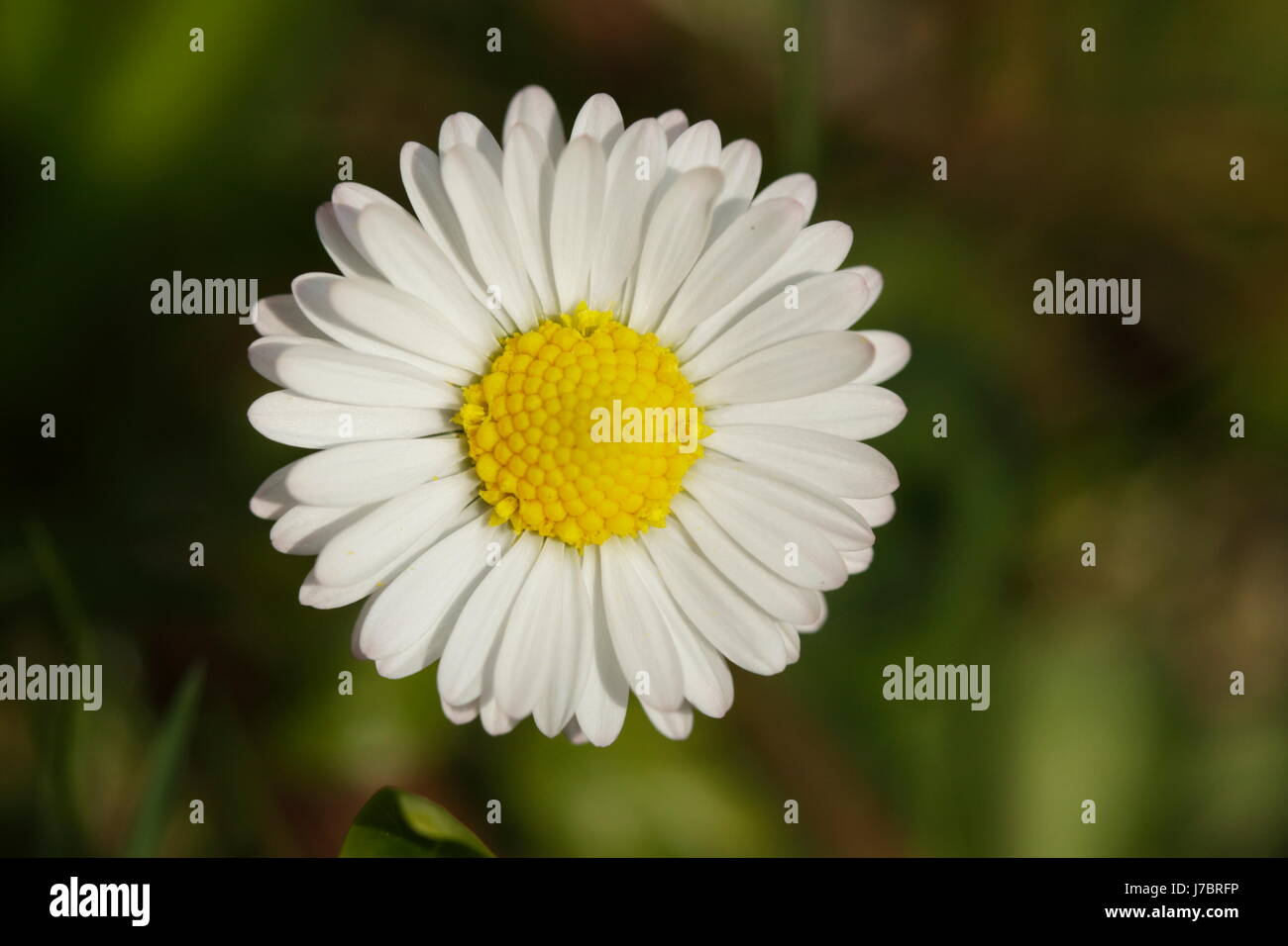 bloom blossom flourish flourishing leaves flower flowers plant spring ...