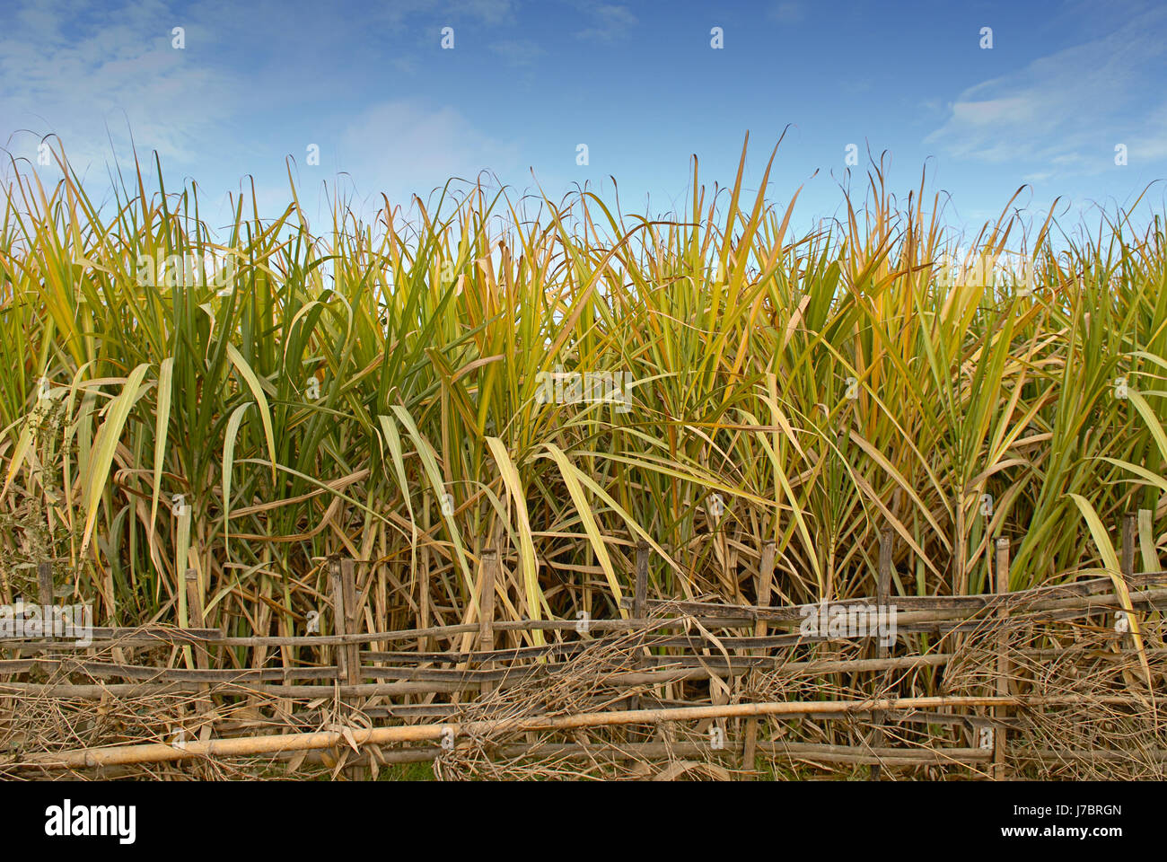 Sugarcane field china hi-res stock photography and images - Alamy