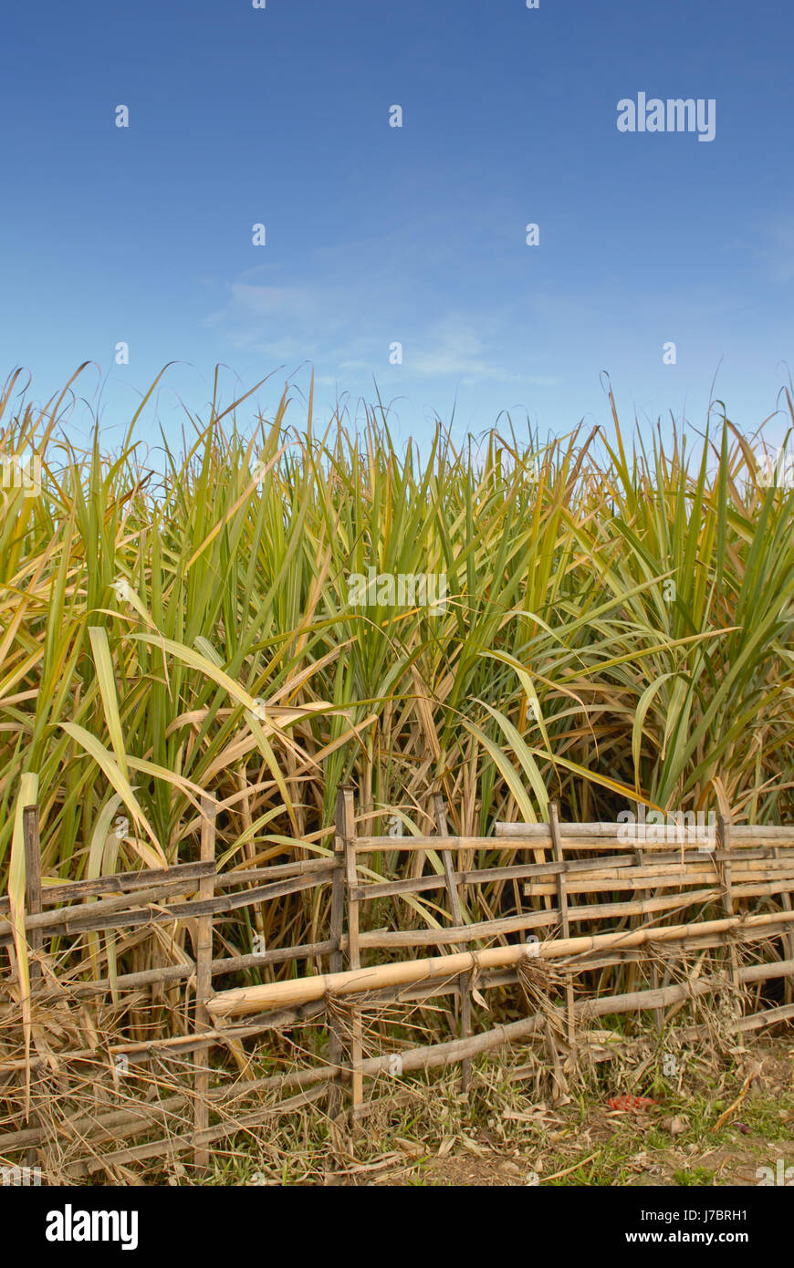 Sugarcane processing plant hi-res stock photography and images - Alamy