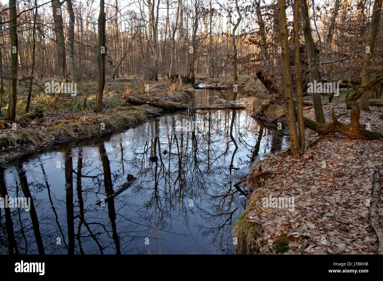 virgin forest nature-sanctuary hesse forest nature virgin forest Stock ...