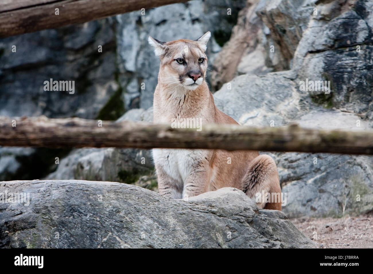 animal mammal wildlife predator feline pussycat cat domestic cat animal ...