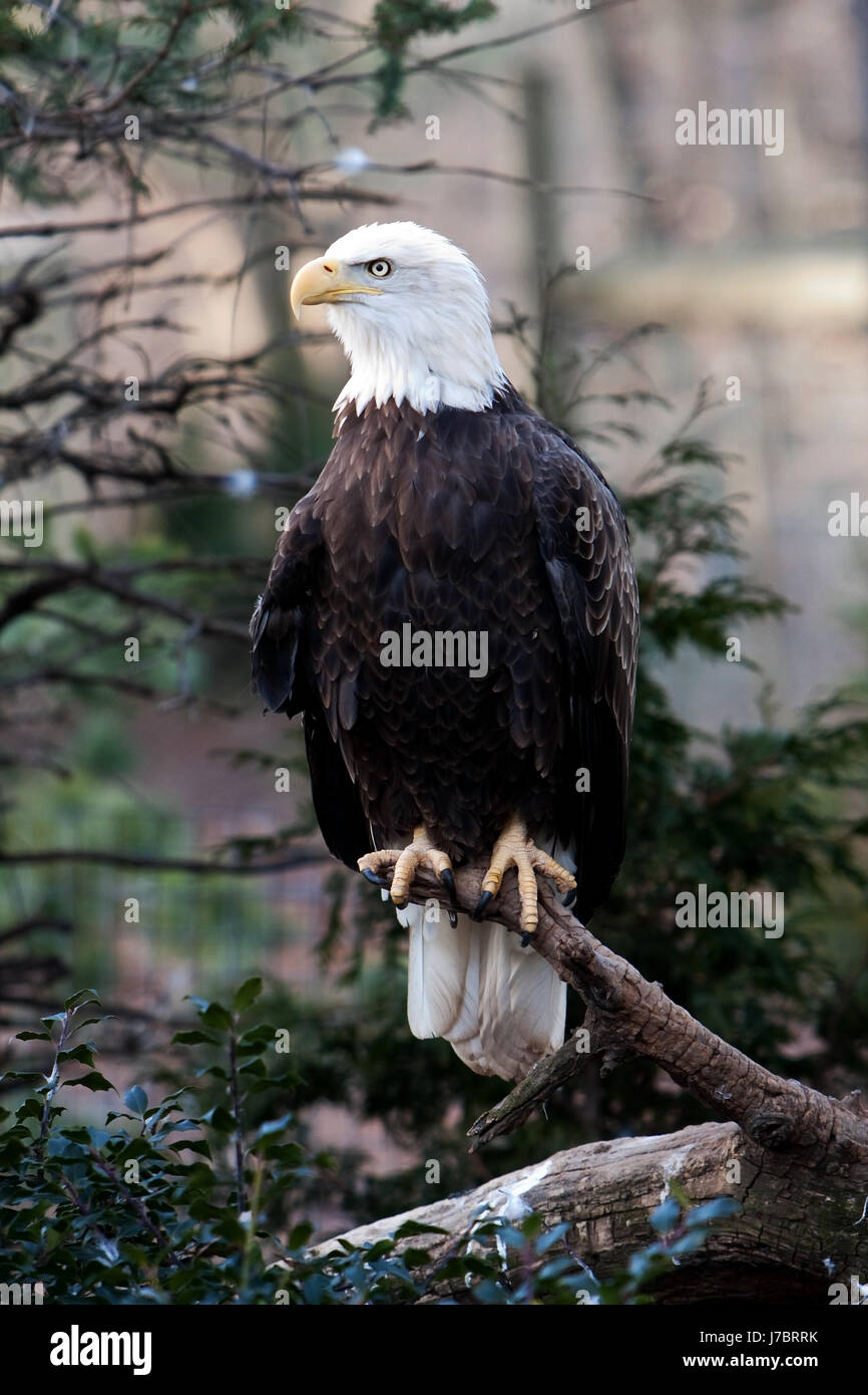 animal bird feathers wildlife predator eagle bald tree american bird ...