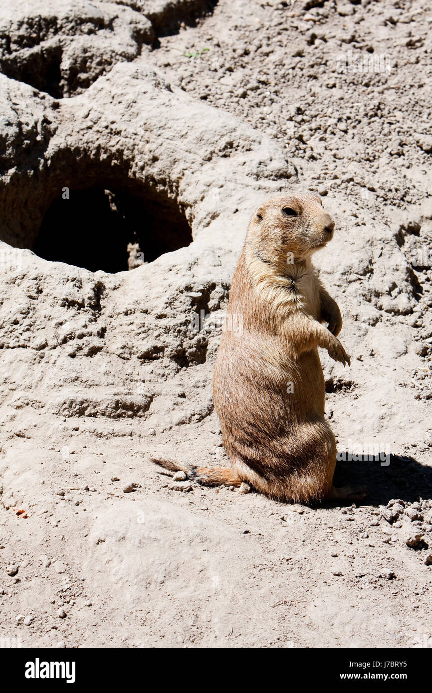 animal rodent dirt put sitting sit burrow sands sand animal mammal cave ...
