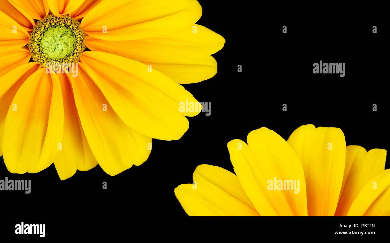 beautiful beauteously nice flower plant flora sunflower backdrop ...