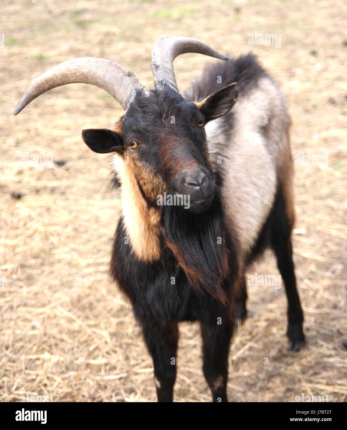 wild goat horn horns big large enormous extreme powerful imposing ...