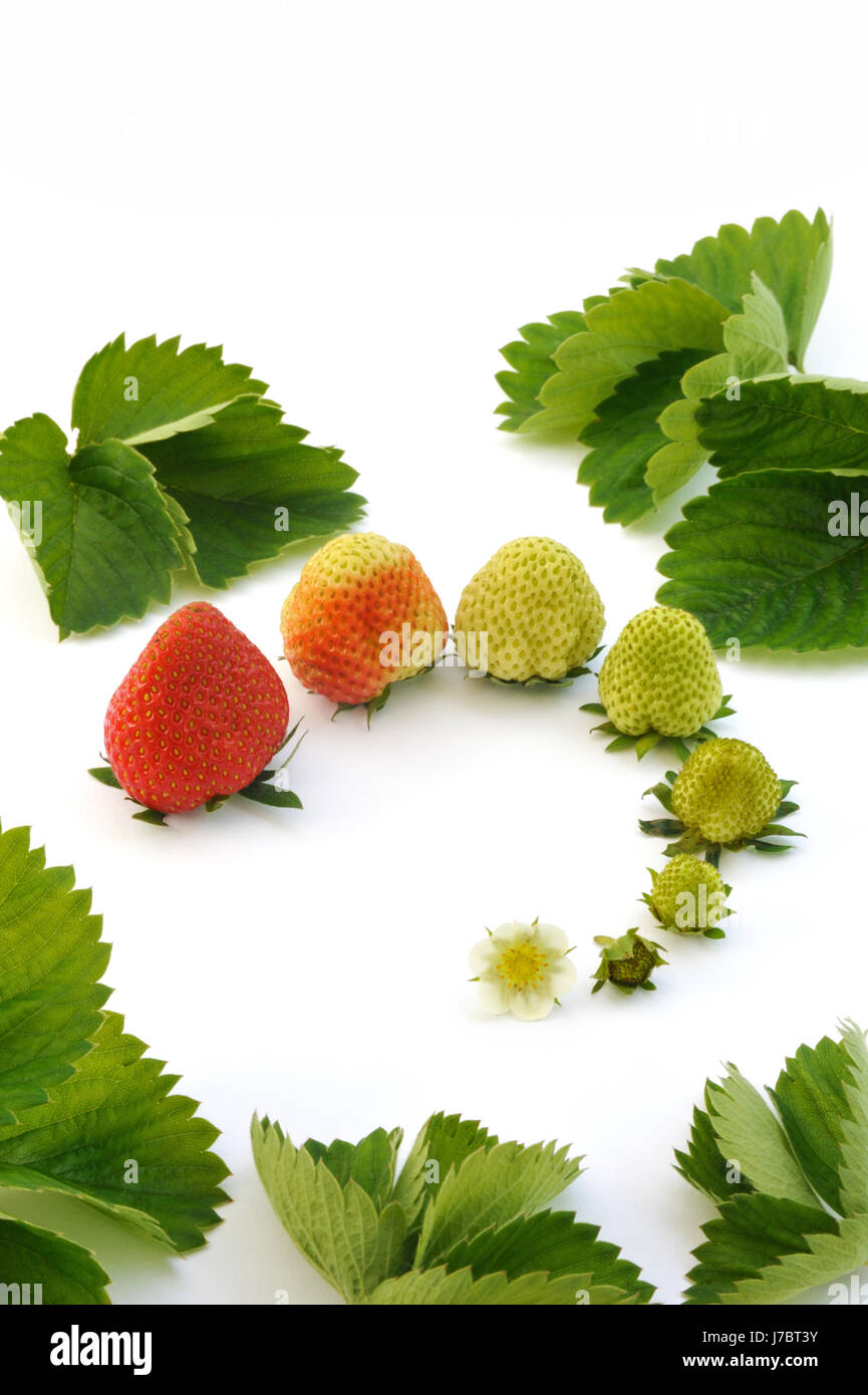 Maturing phase hi-res stock photography and images - Alamy