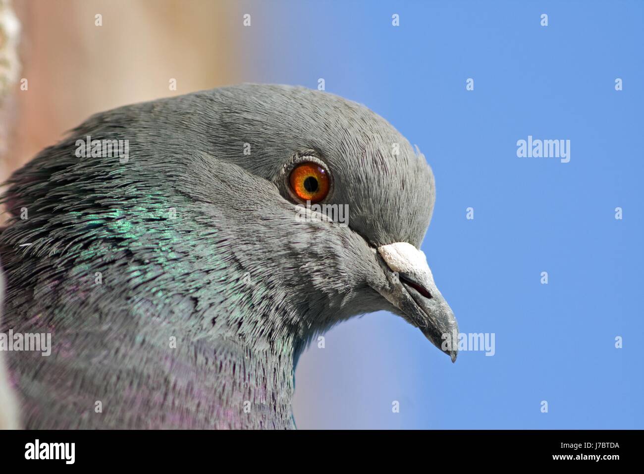 portrait pigeon blue bird portrait birds sight view outlook perspective ...