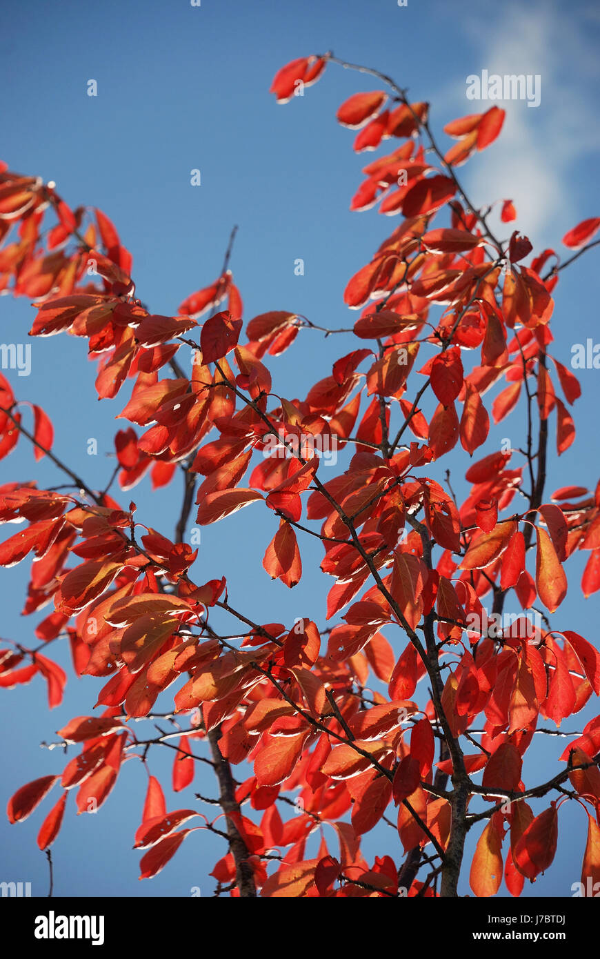 leaves colors colours forest foliage nature fall autumn environment ...