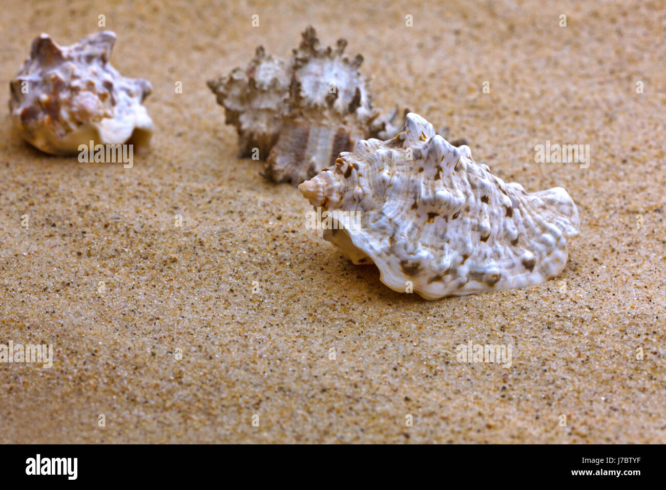 shells on the beach Stock Photo - Alamy