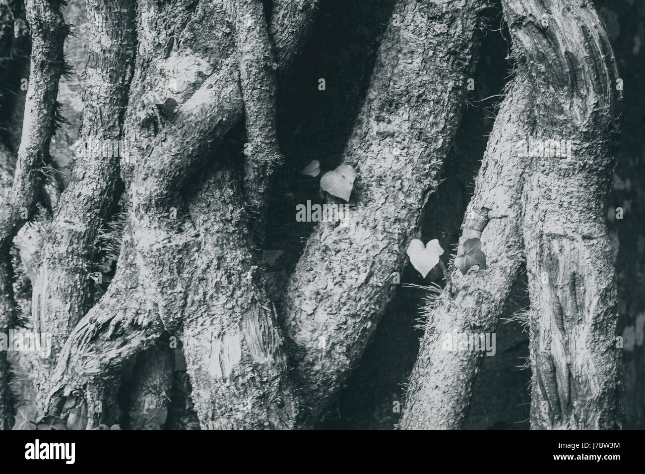 a monochrome shot of the bark of a gnarly tree showing character Stock ...