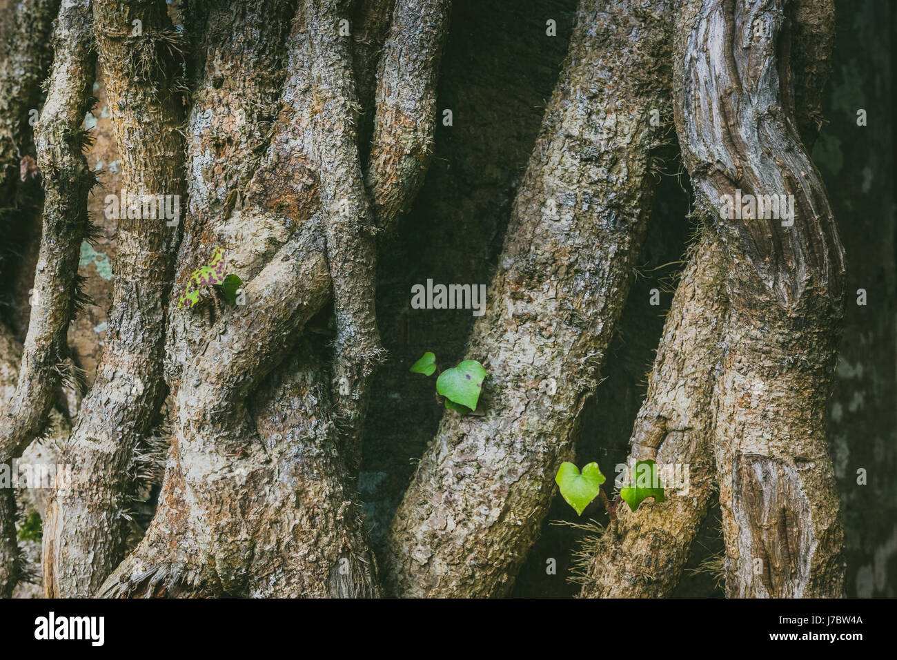 Gnarly tree hi-res stock photography and images - Alamy