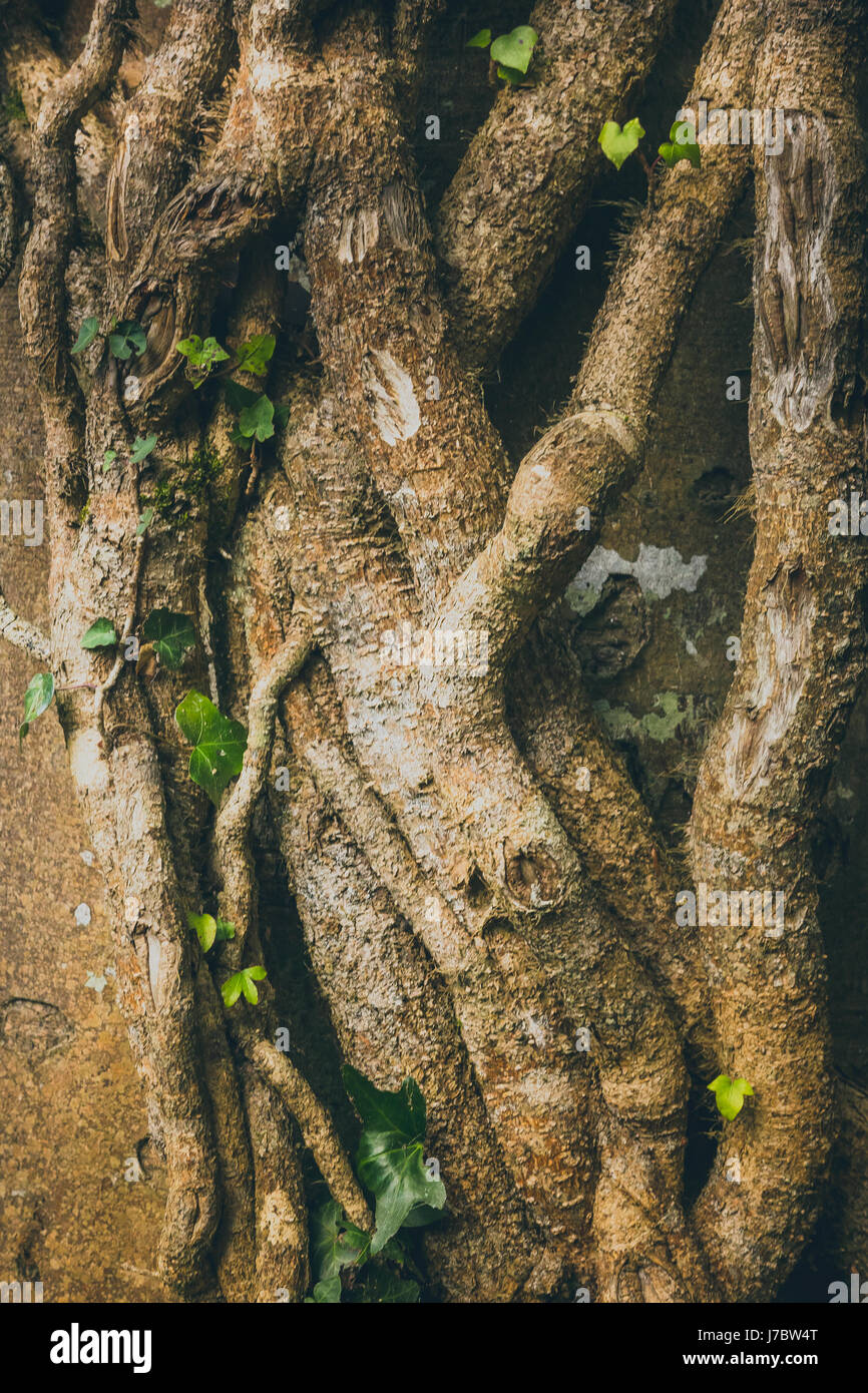 a trunk of a gnarly tree showing character Stock Photo - Alamy