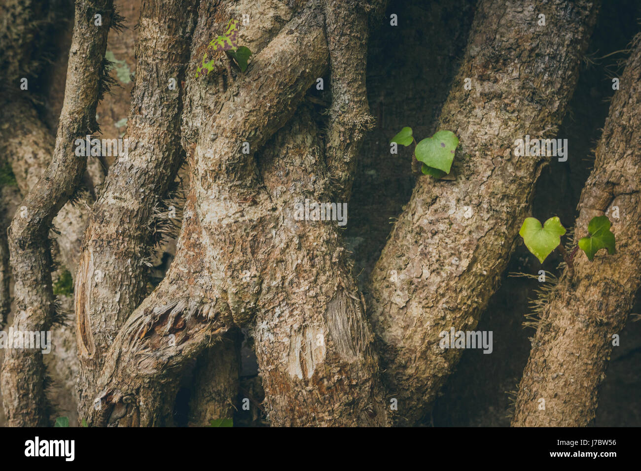 a trunk of a gnarly tree showing character Stock Photo - Alamy