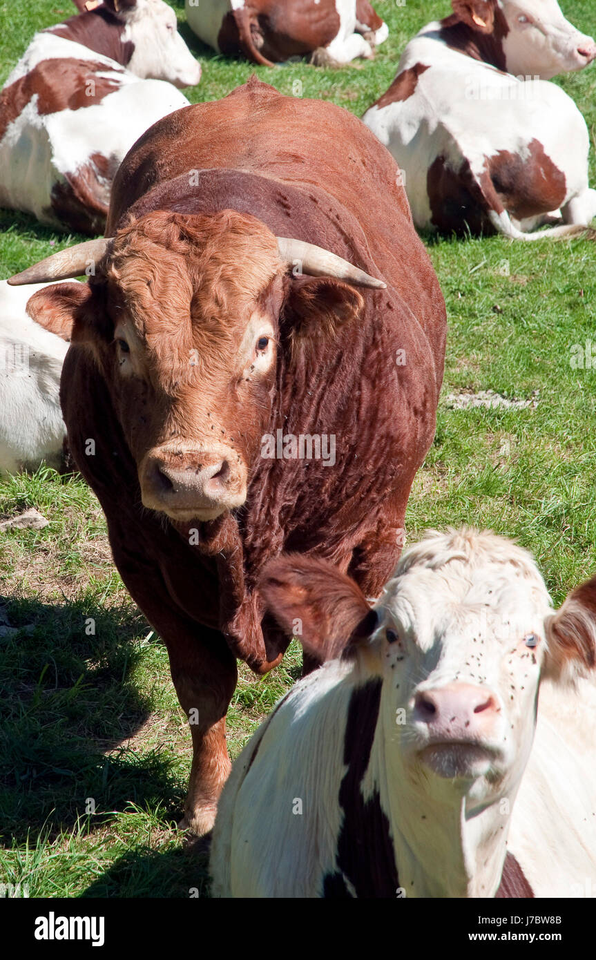 Bull with cows hi-res stock photography and images - Alamy