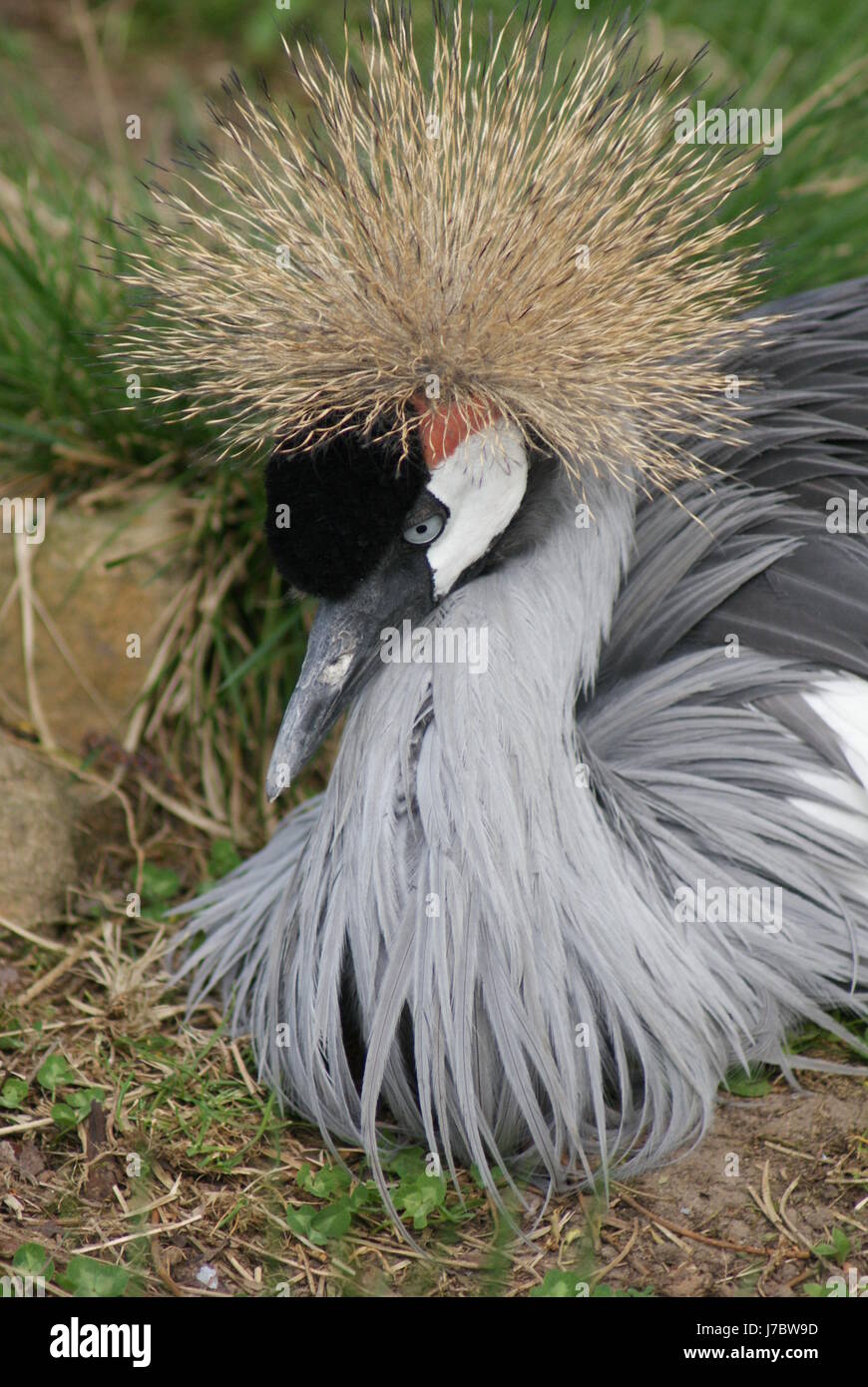 big large enormous extreme powerful imposing immense relevant bird asia ...